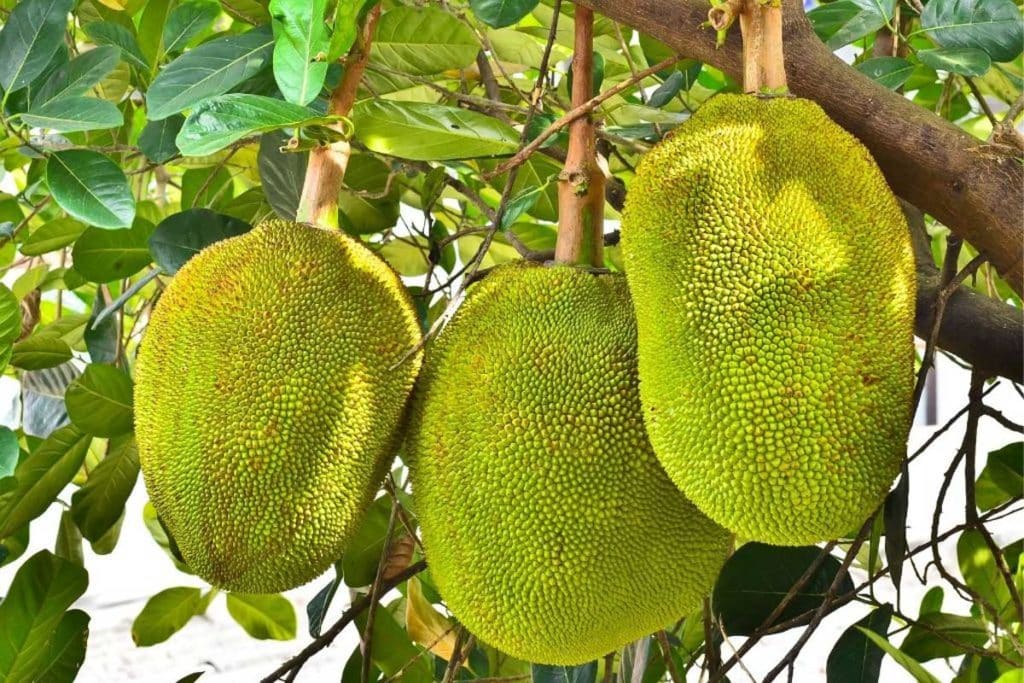 Thai Jackfruit with Rice | Mastering Diabetes